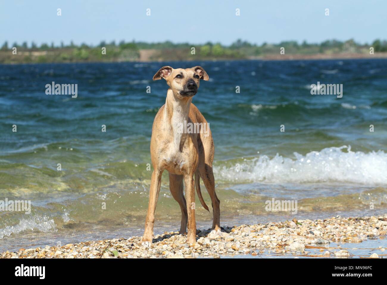 Whippet at the water Stock Photo - Alamy