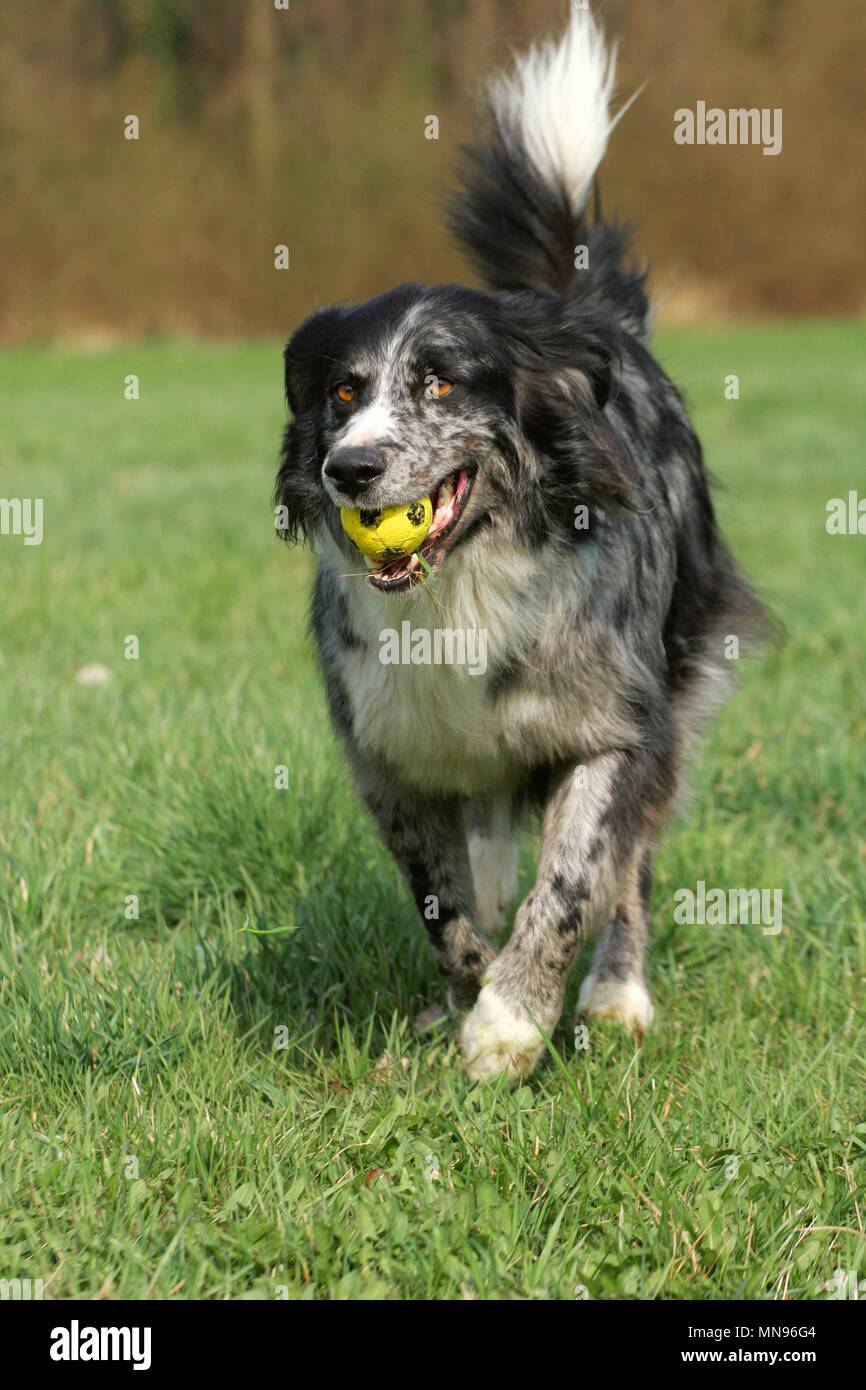 Toy tiger grass hi-res stock photography and images - Alamy