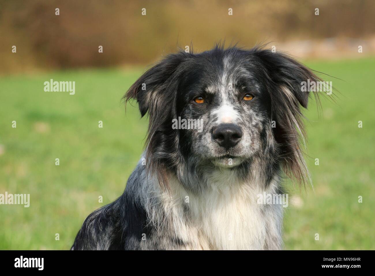 Two tiger heads hi-res stock photography and images - Alamy
