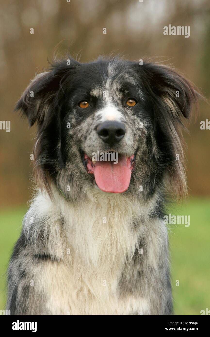 Two tiger heads hi-res stock photography and images - Alamy