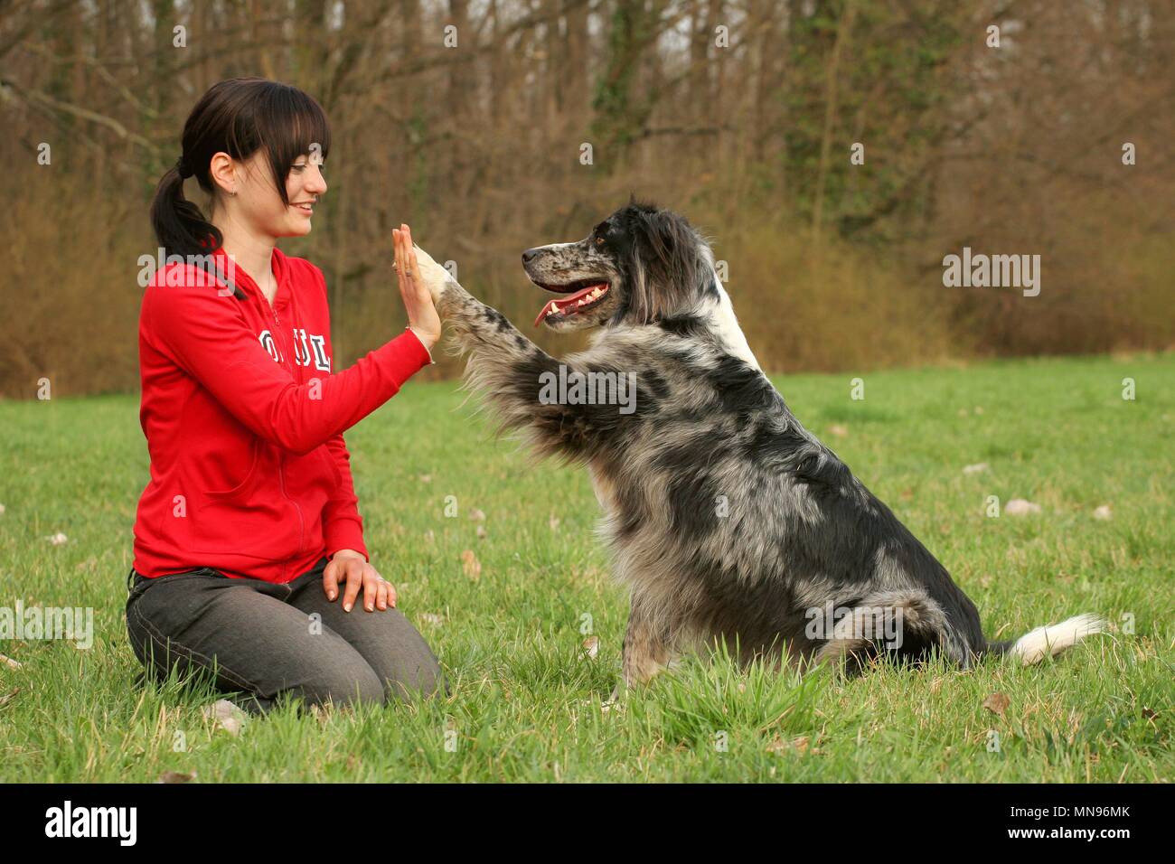 Tiger gives high-five Stock Photo - Alamy