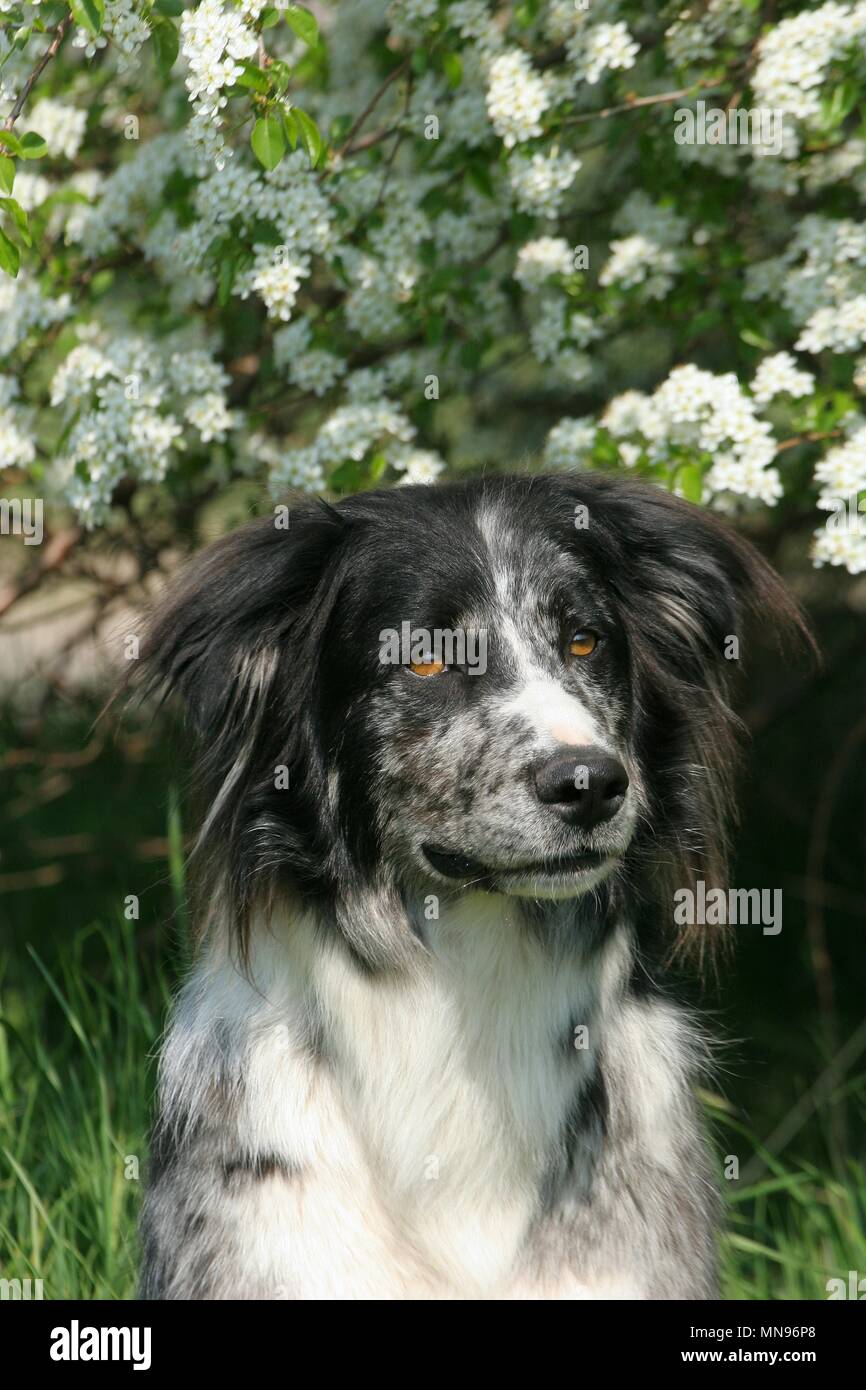 Two tiger heads hi-res stock photography and images - Alamy