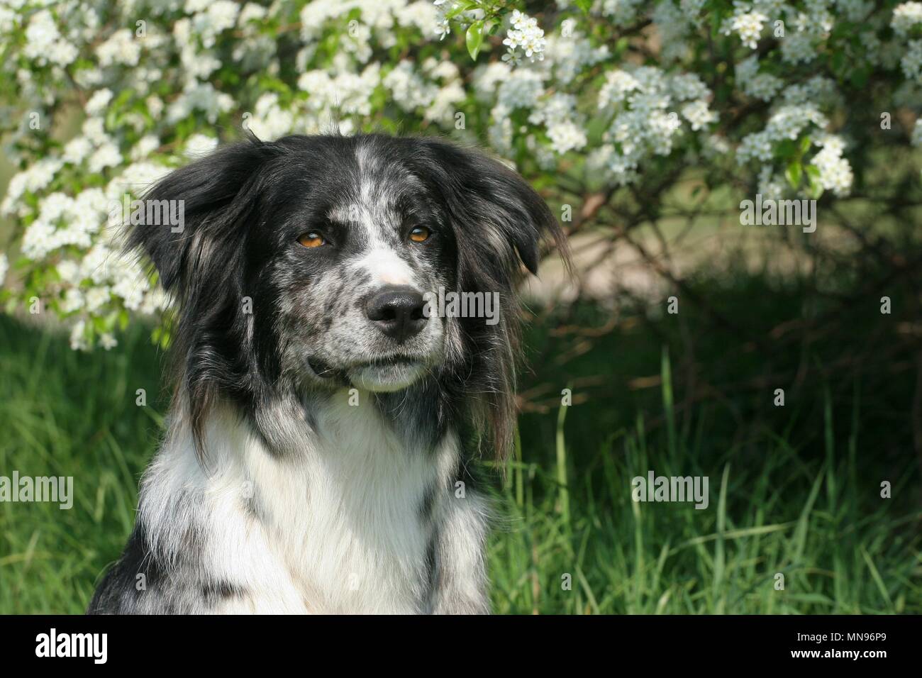 Two tiger heads hi-res stock photography and images - Alamy