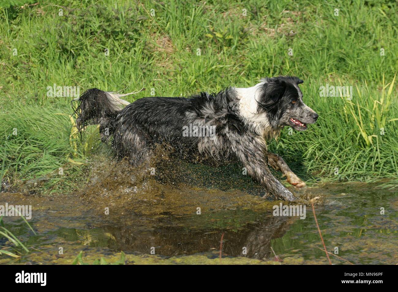 Tiger running side profile hi-res stock photography and images - Alamy