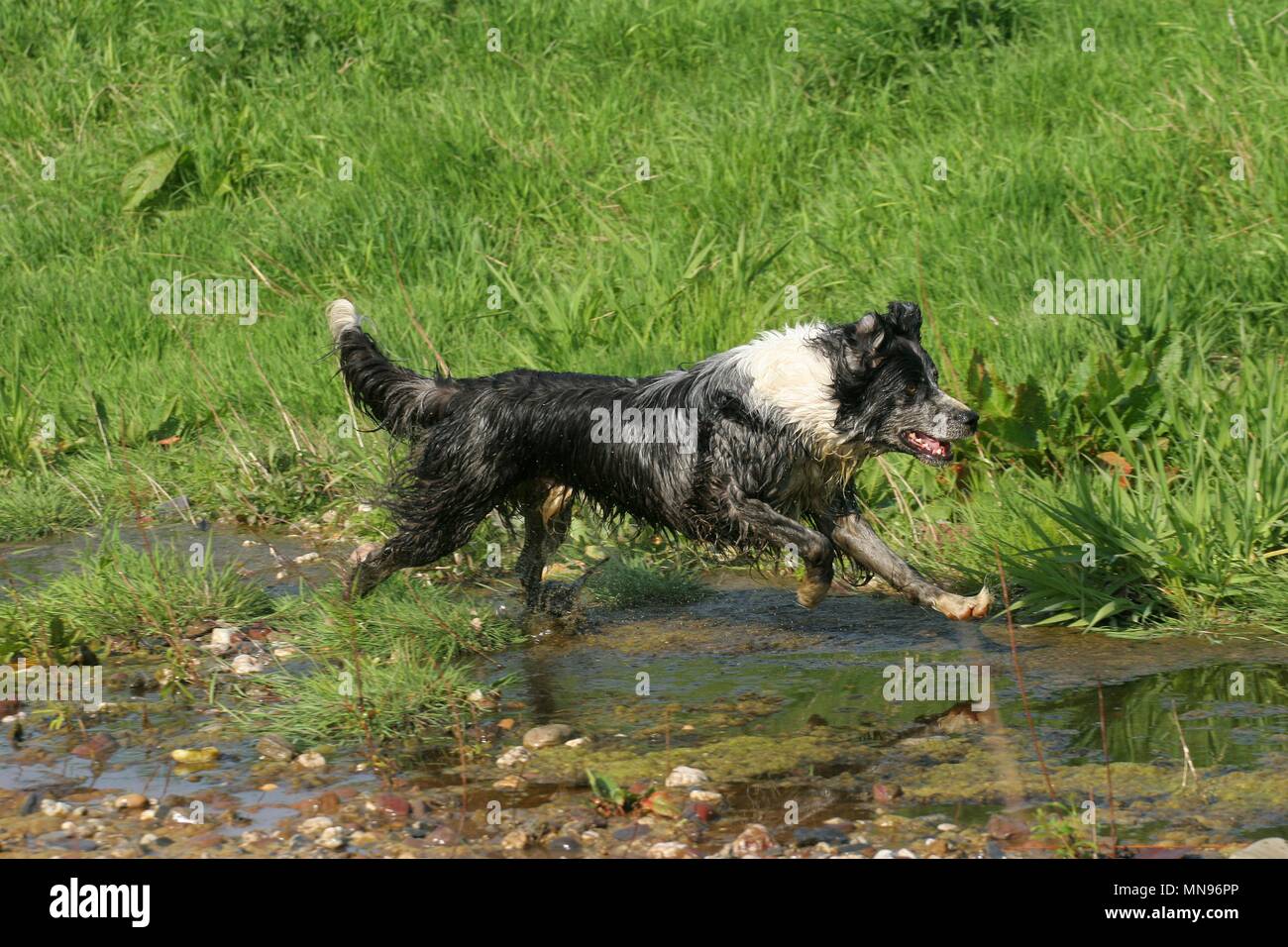 Tiger running side profile hi-res stock photography and images - Alamy