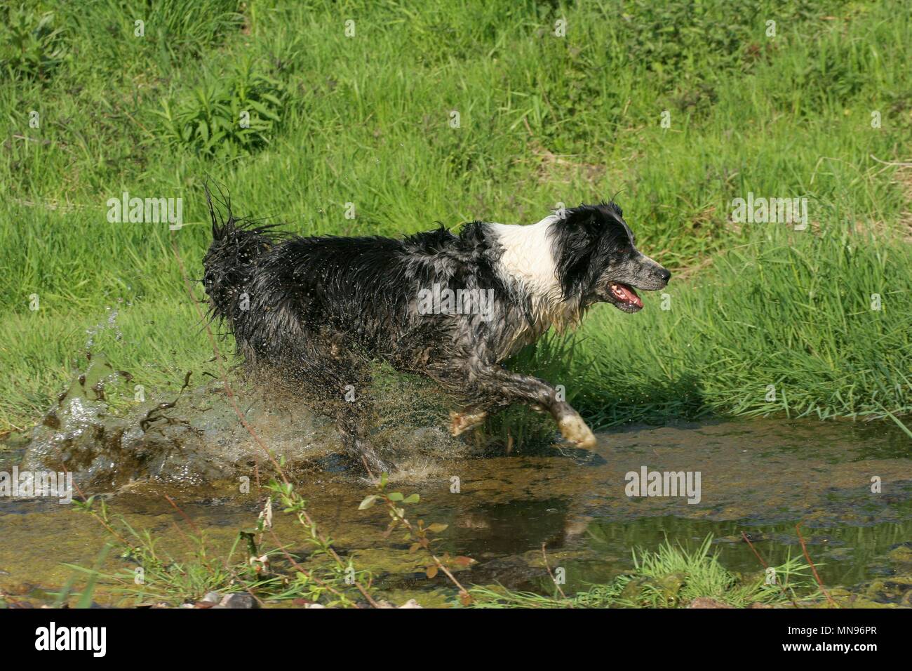 Tiger running side profile hi-res stock photography and images - Alamy