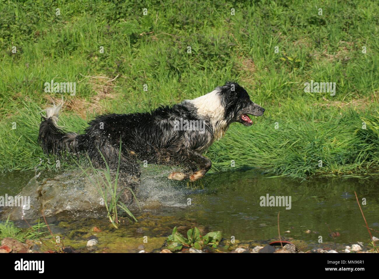 Tiger running side profile hi-res stock photography and images - Alamy