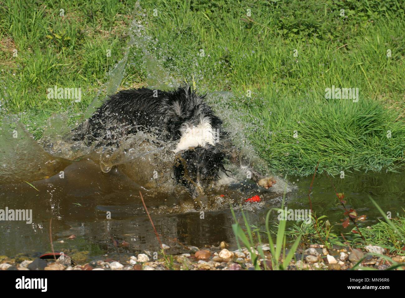 Tiger splash river water hi-res stock photography and images - Alamy