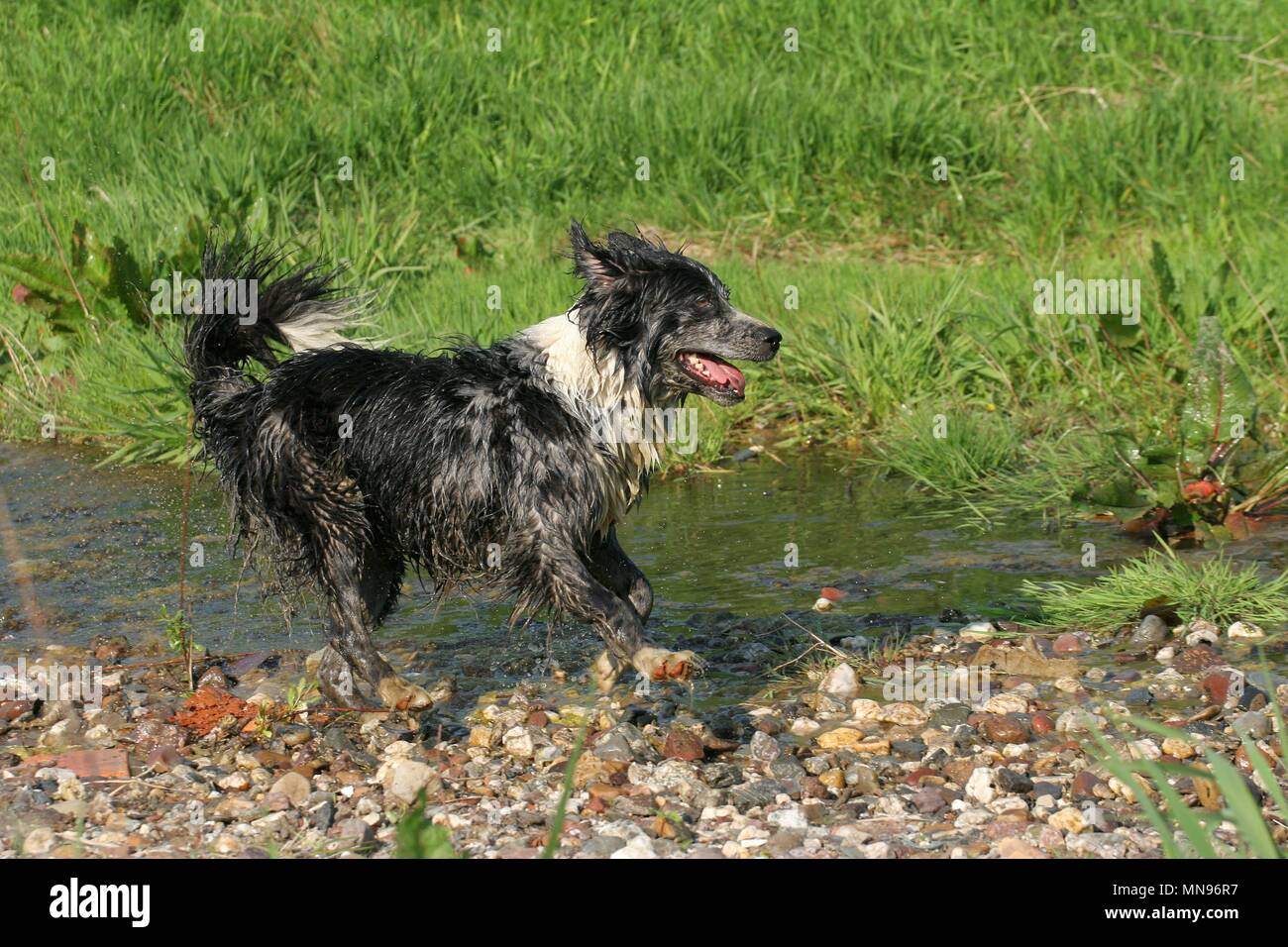 Running tiger hi-res stock photography and images - Alamy
