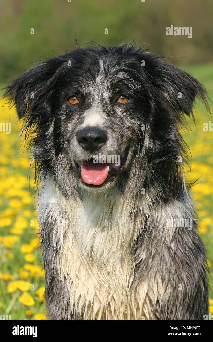 Tiger pant hi-res stock photography and images - Alamy