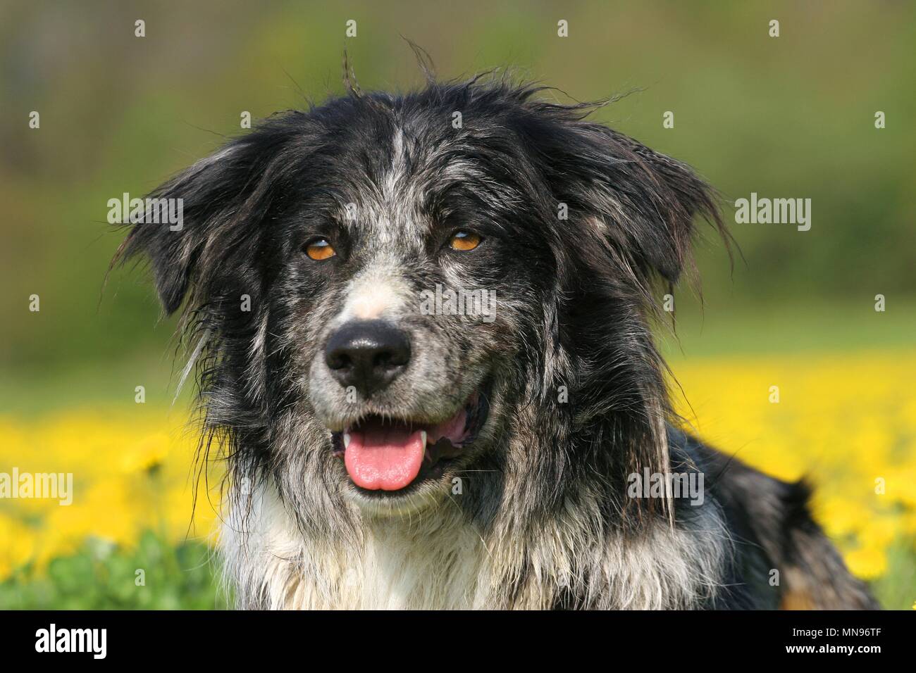 Two tiger heads hi-res stock photography and images - Alamy