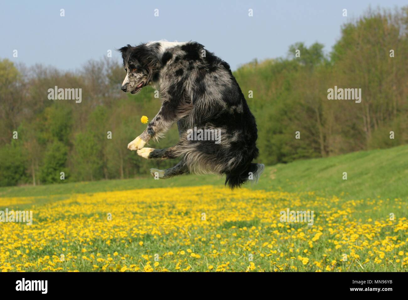 Jumping tiger hi-res stock photography and images - Alamy