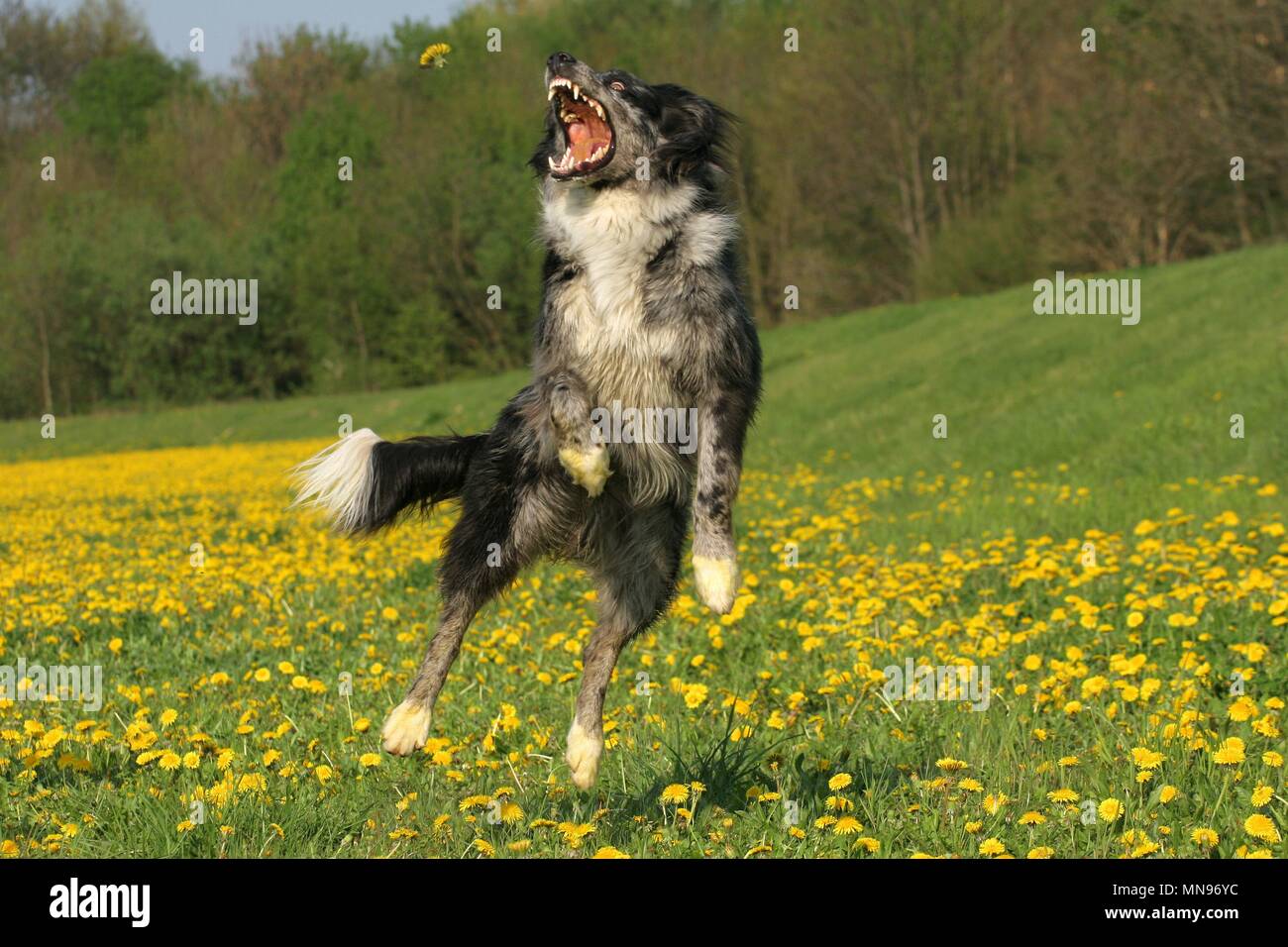 Tiger leap hi-res stock photography and images - Alamy