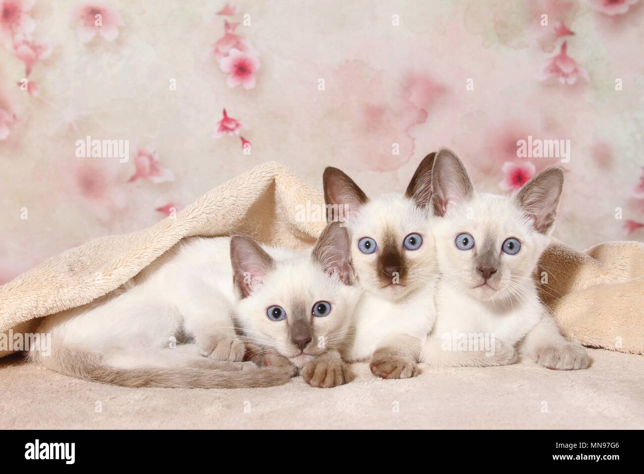 Three siamese kittens hi-res stock photography and images - Alamy