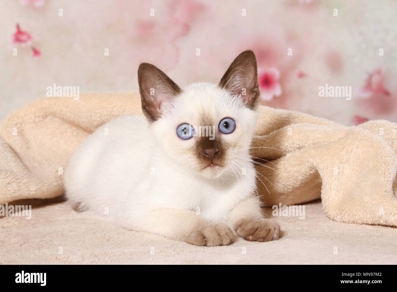 8 weeks old kittens hi-res stock photography and images - Alamy