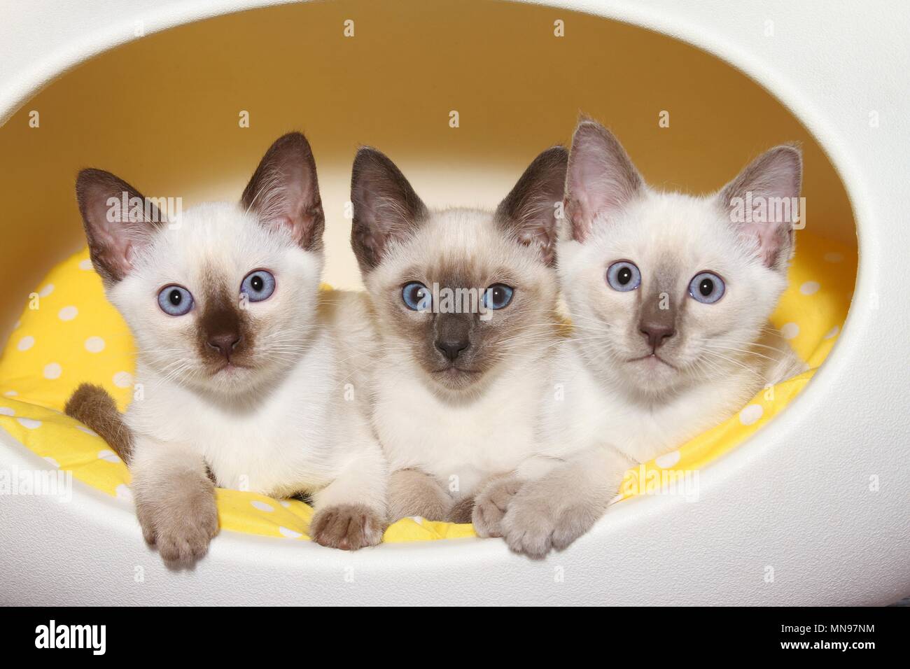 Three siamese kittens hi-res stock photography and images - Alamy