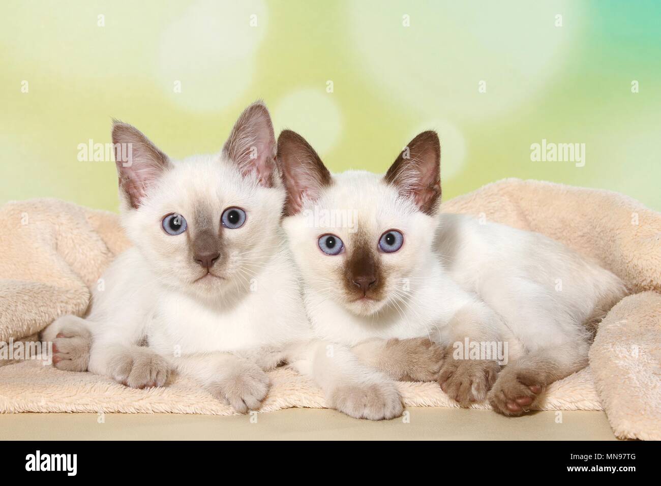 8 weeks old kittens hi-res stock photography and images - Alamy