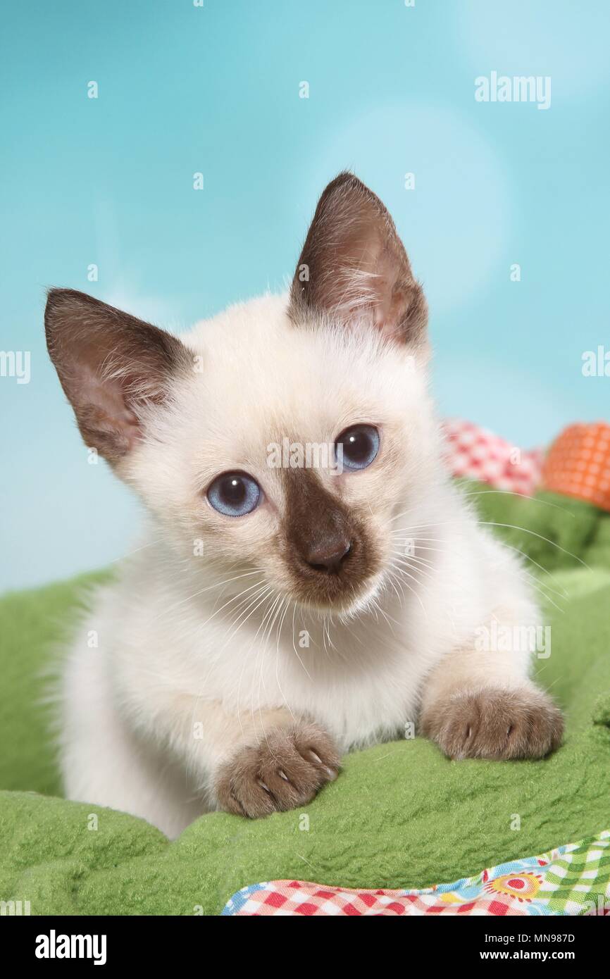 8 weeks old kittens hi-res stock photography and images - Alamy