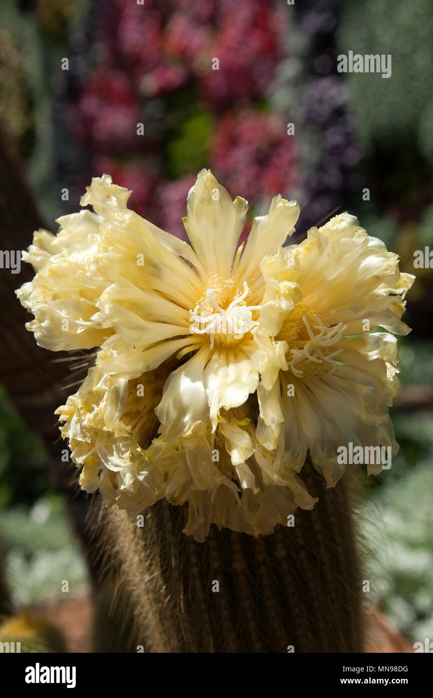 Lemon ball cacti hi-res stock photography and images - Alamy