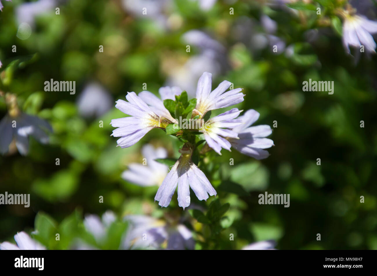 Fairy fan flower hi-res stock photography and images - Alamy