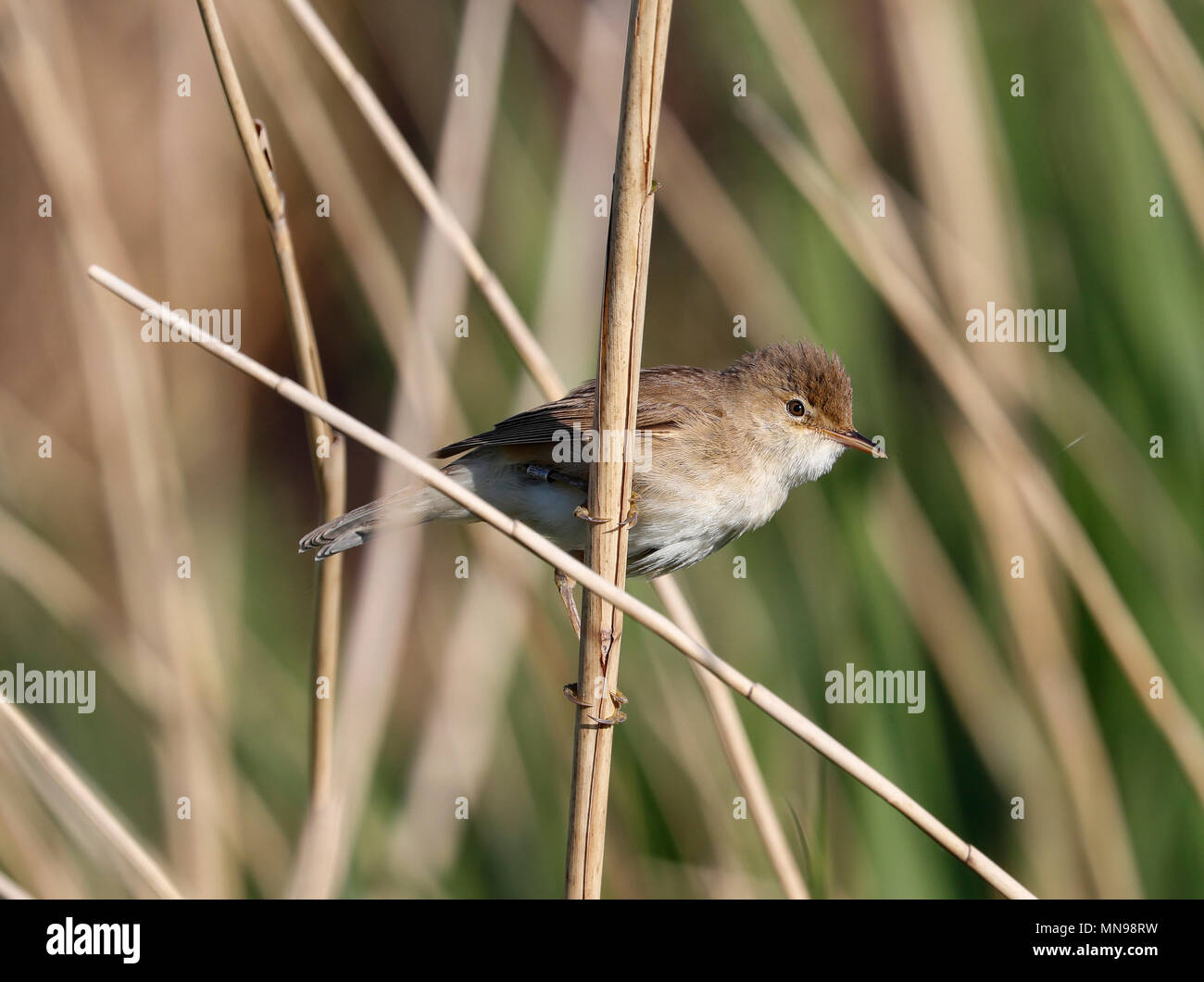 Breeding in front of reed hi-res stock photography and images - Alamy