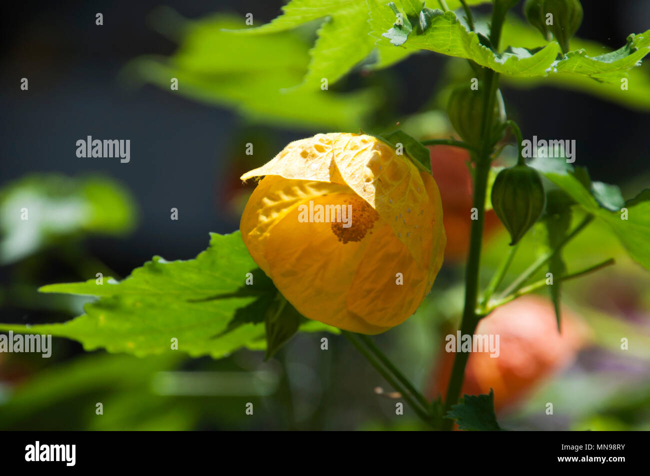 Sydney Australia, yellow chinese bell flower Stock Photo - Alamy