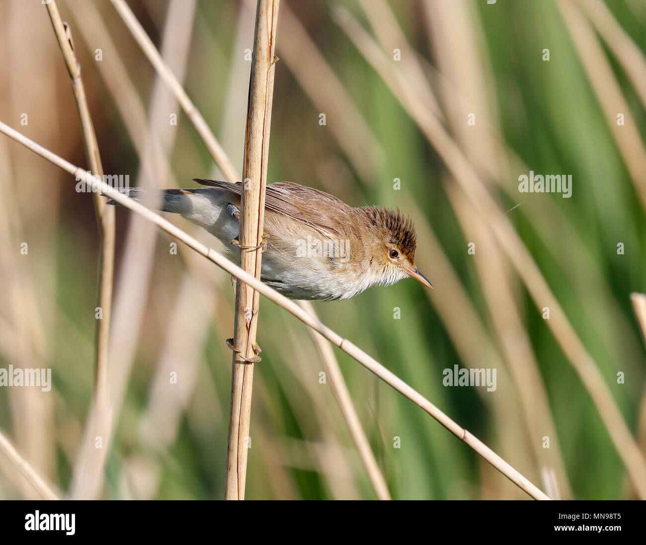 Reed beds for nesting hi-res stock photography and images - Alamy