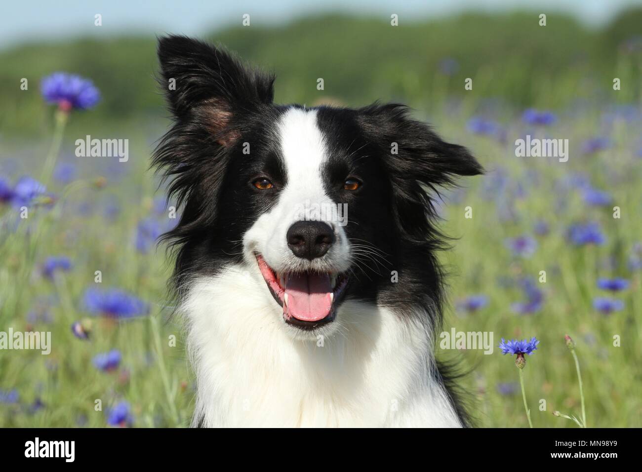 Border Collie Portrait Stock Photo - Alamy