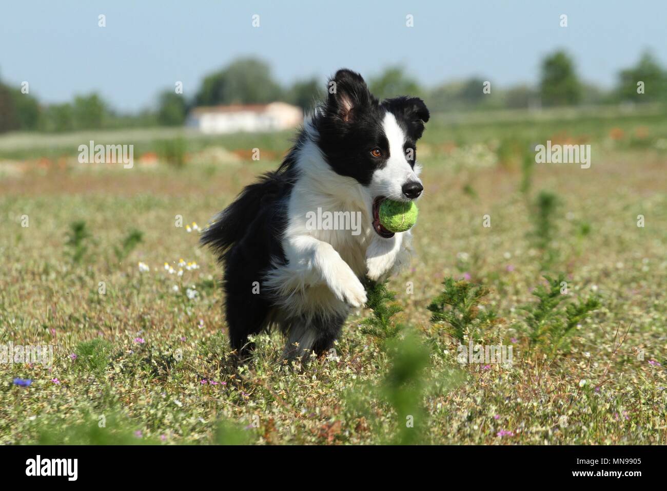 Two border collies play hi-res stock photography and images - Alamy