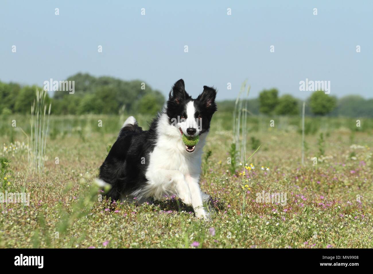 playing Border Collie Stock Photo - Alamy