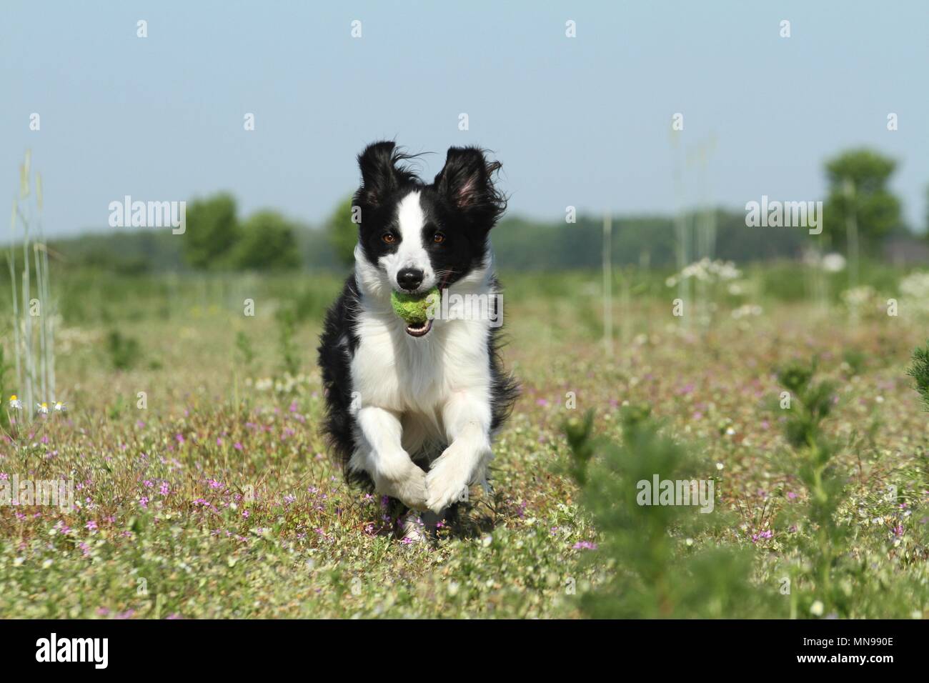 Two border collies play hi-res stock photography and images - Alamy