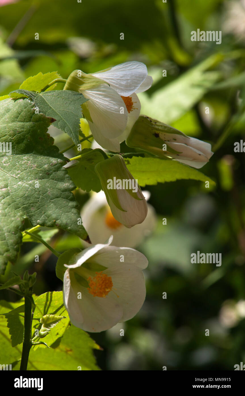 Sydney Australia, chinese bell plant with white flowers Stock Photo - Alamy