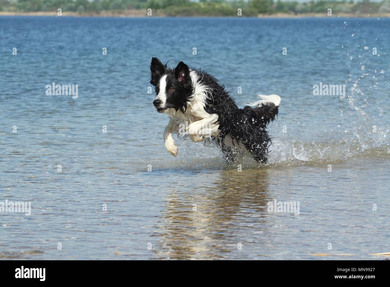 jumping Border Collie Stock Photo - Alamy