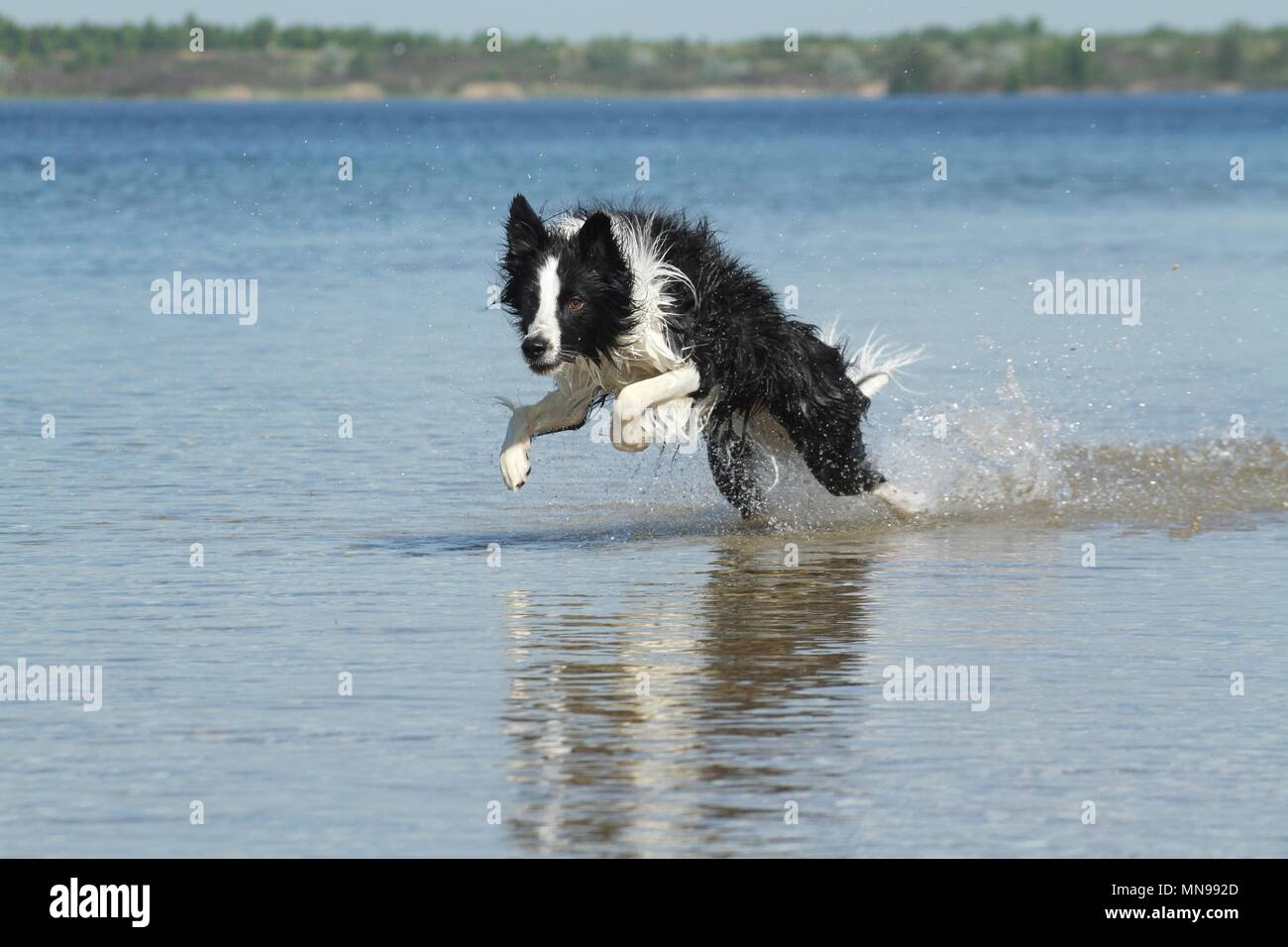 running Border Collie Stock Photo - Alamy