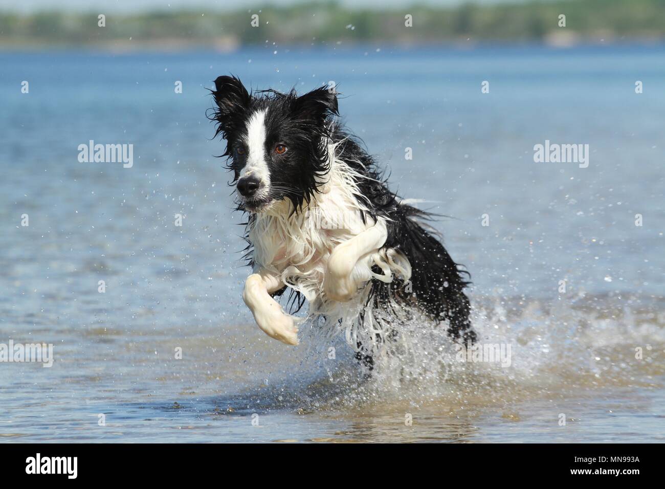 running Border Collie Stock Photo - Alamy