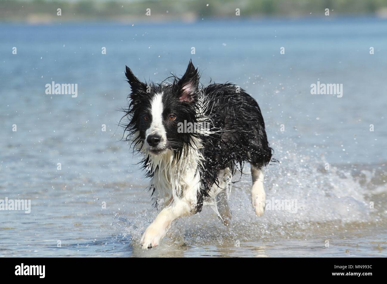 running Border Collie Stock Photo - Alamy