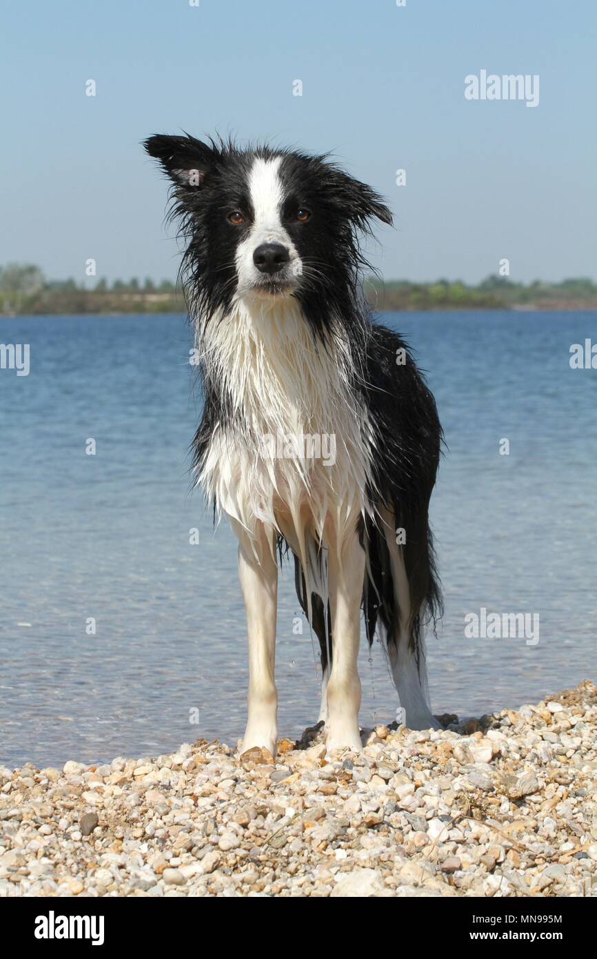 standing Border Collie Stock Photo - Alamy