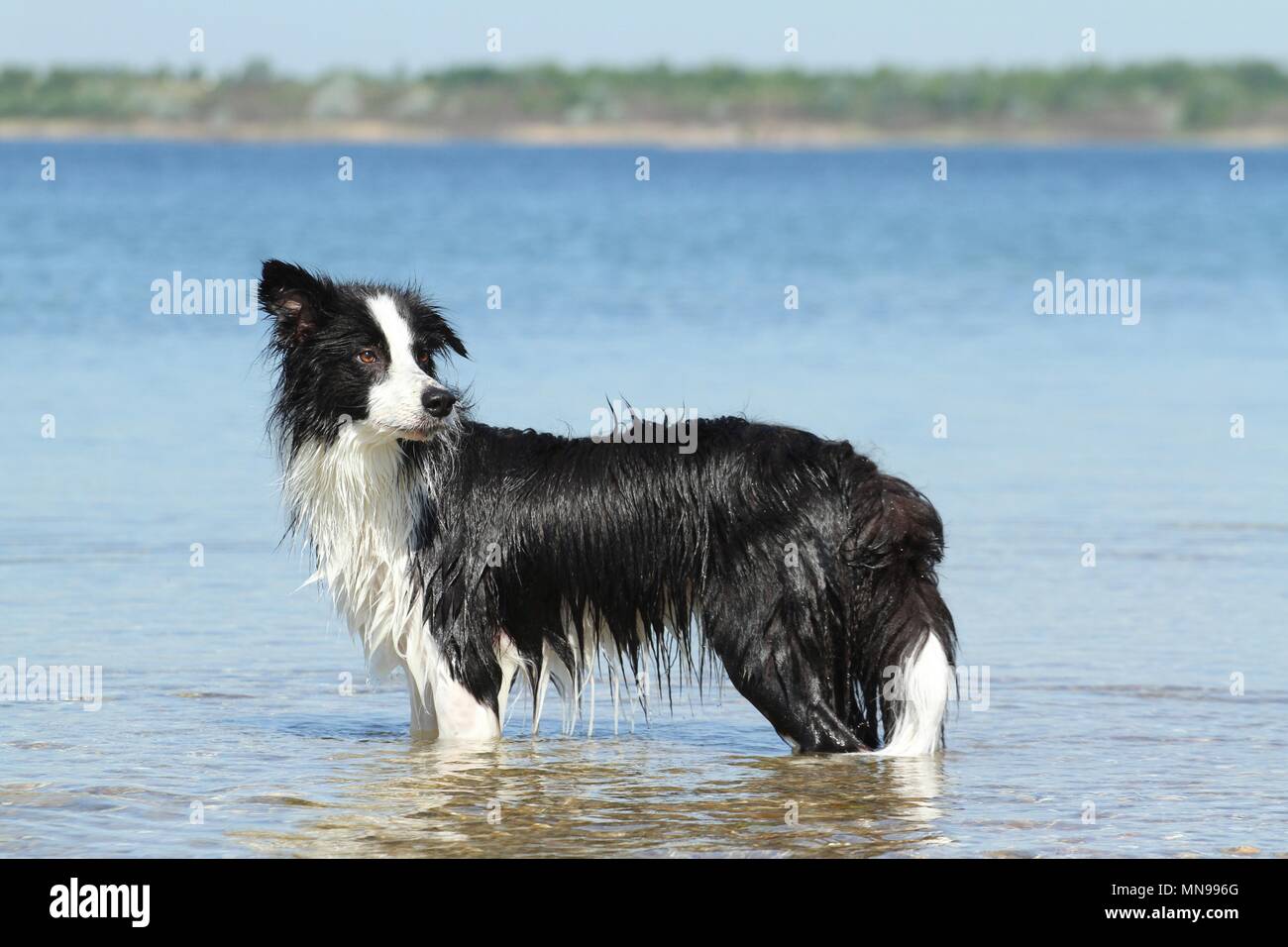 bathing Border Collie Stock Photo - Alamy