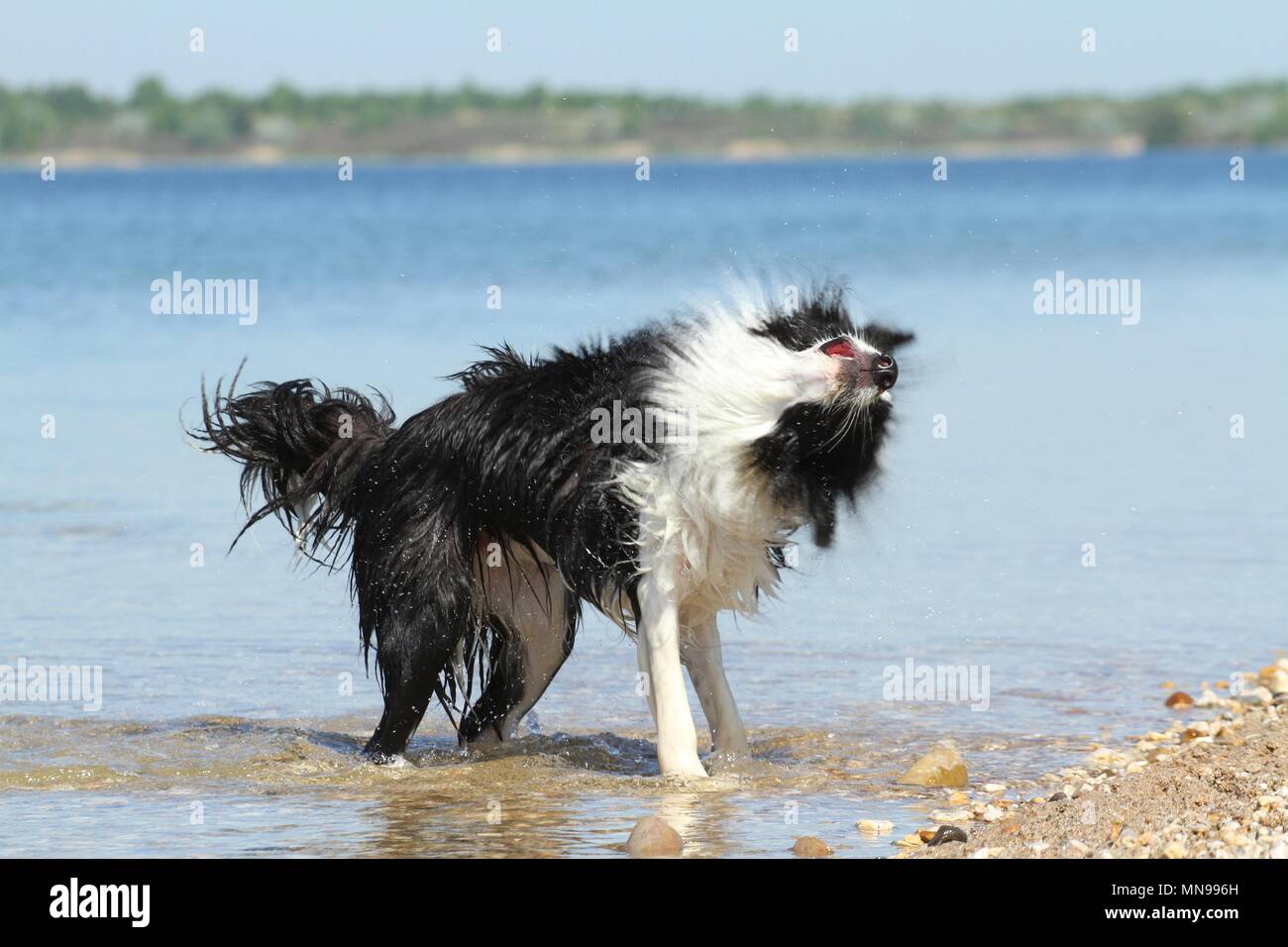 shaking Border Collie Stock Photo - Alamy