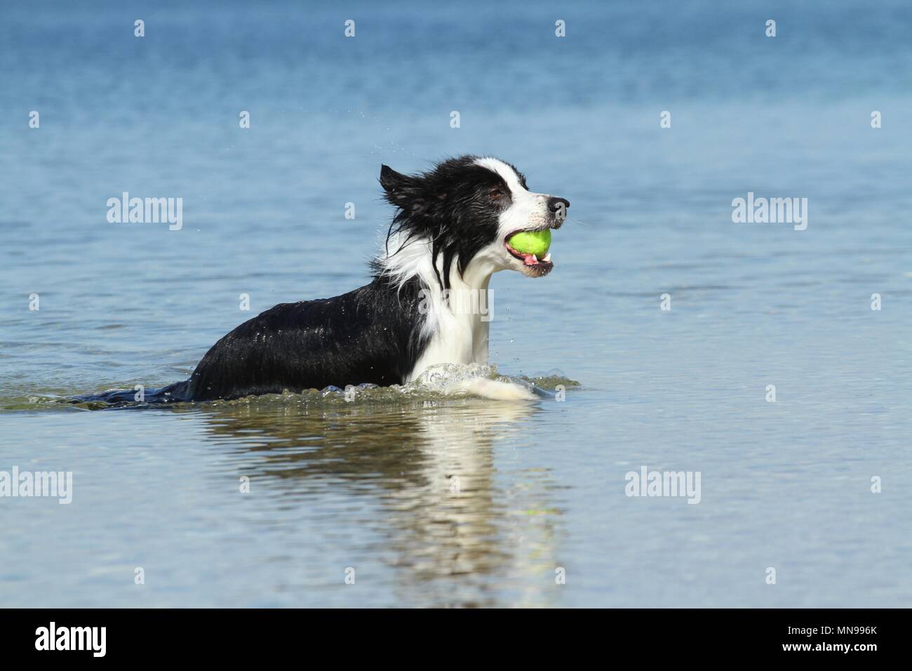 playing Border Collie Stock Photo - Alamy