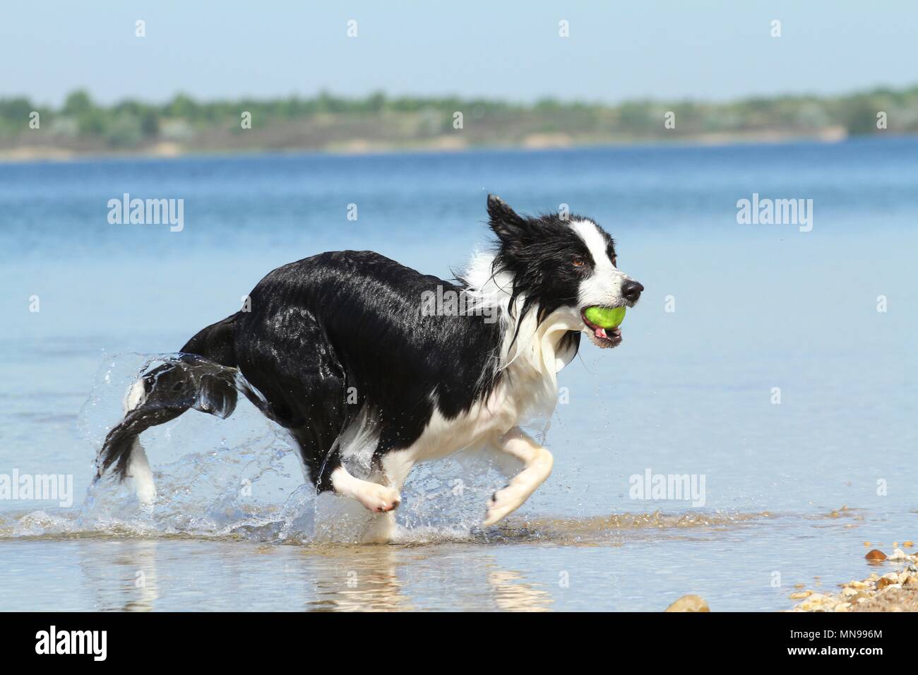 playing Border Collie Stock Photo - Alamy