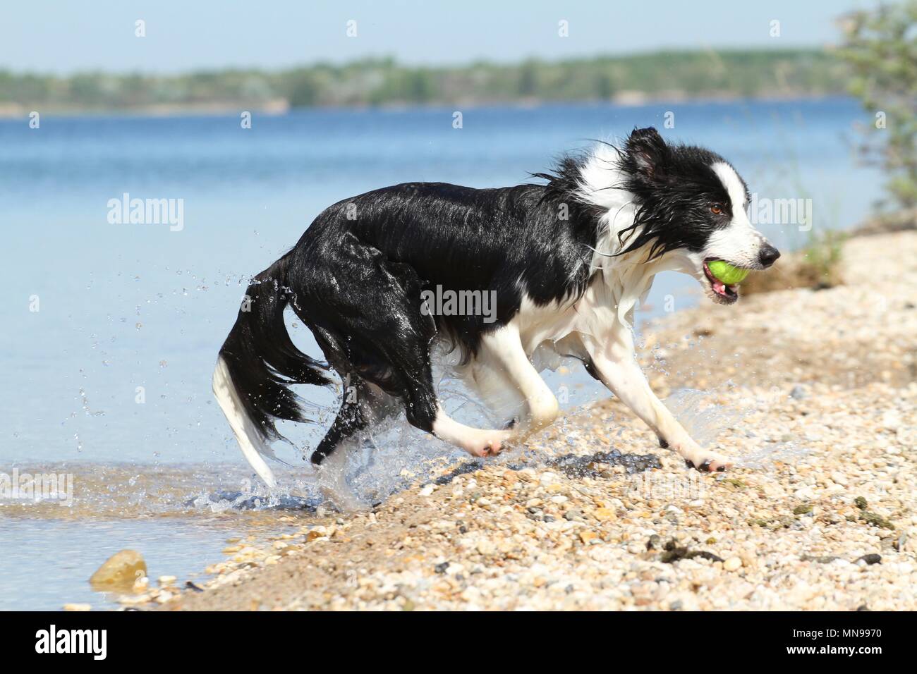 playing Border Collie Stock Photo - Alamy