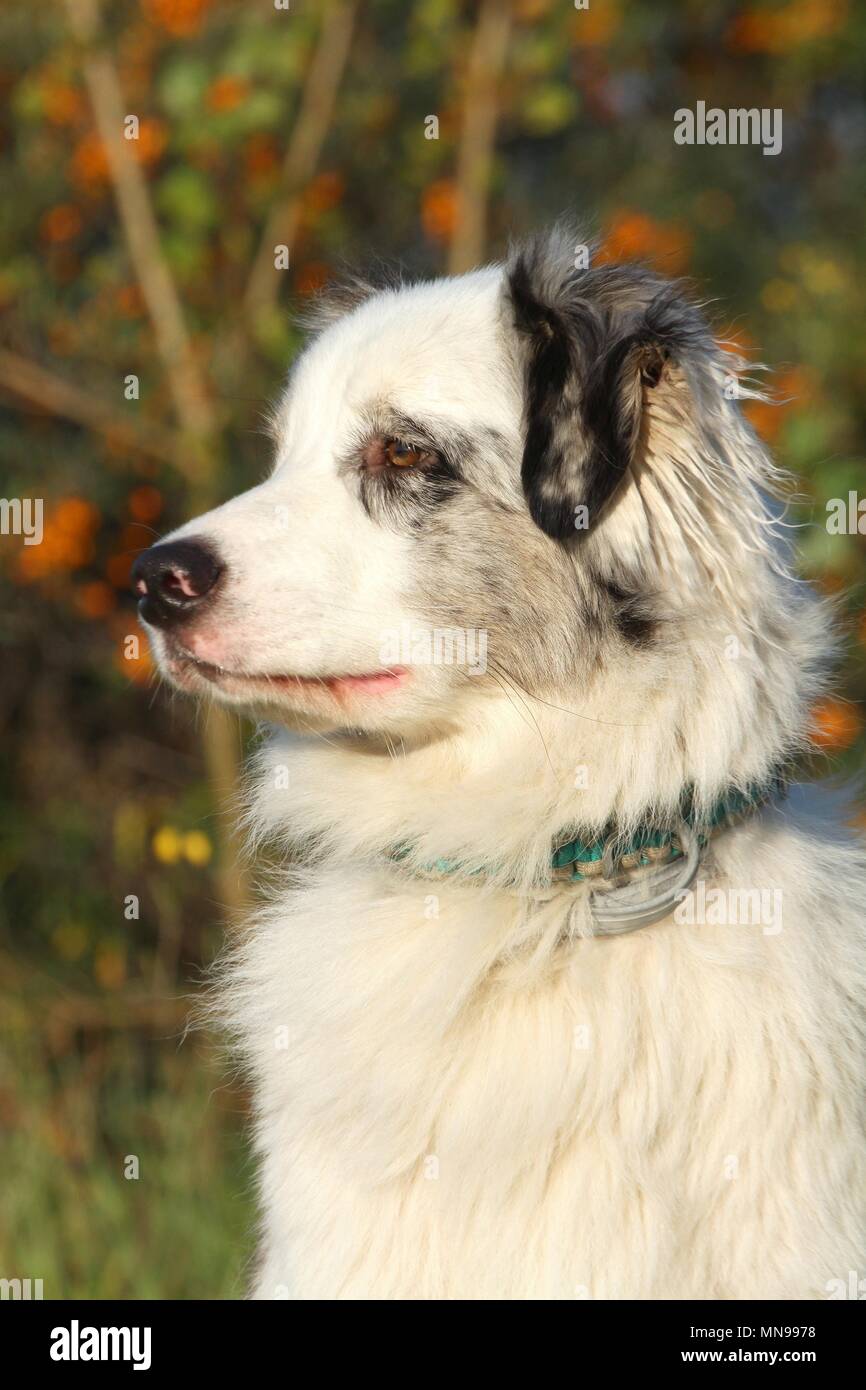 Australian Shepherd Portrait Stock Photo - Alamy