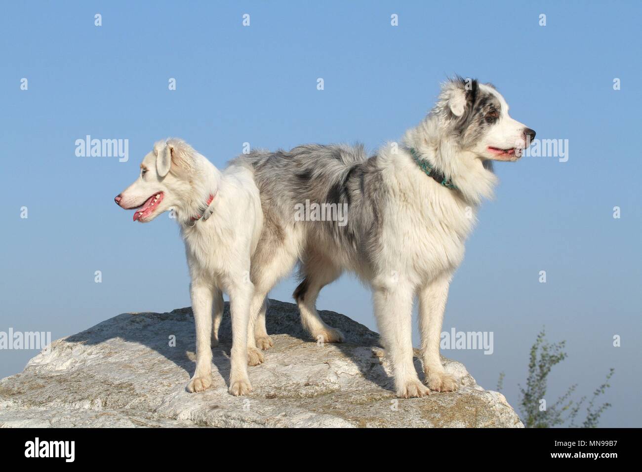 2 Australian Shepherds Stock Photo - Alamy