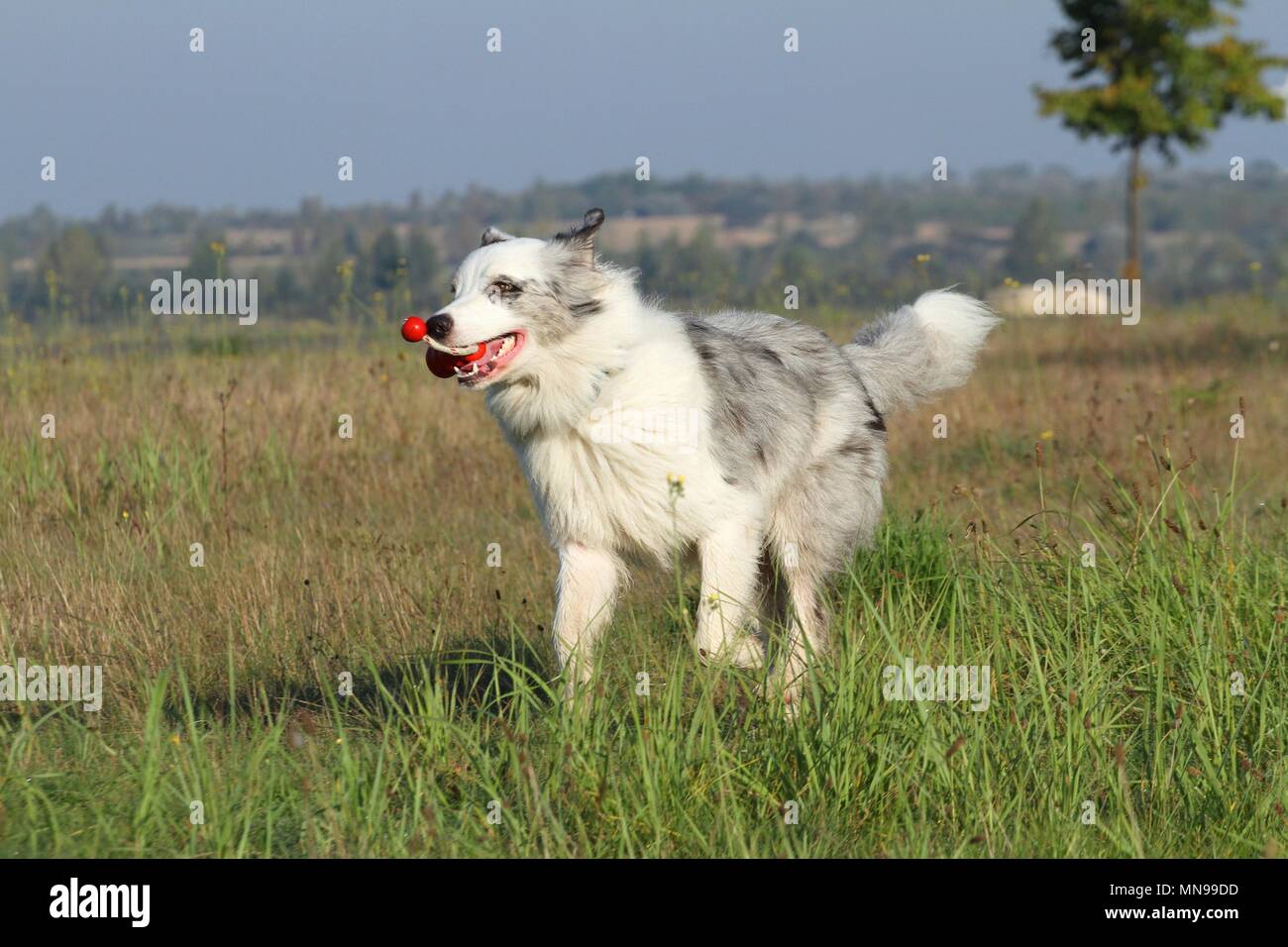 Aussie playing ball hi-res stock photography and images - Alamy