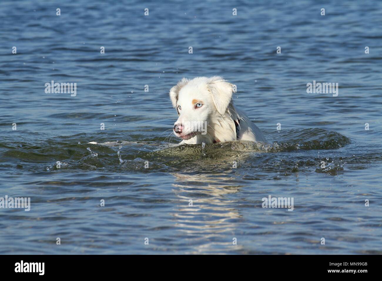 swimming Australian Shepherd Stock Photo - Alamy