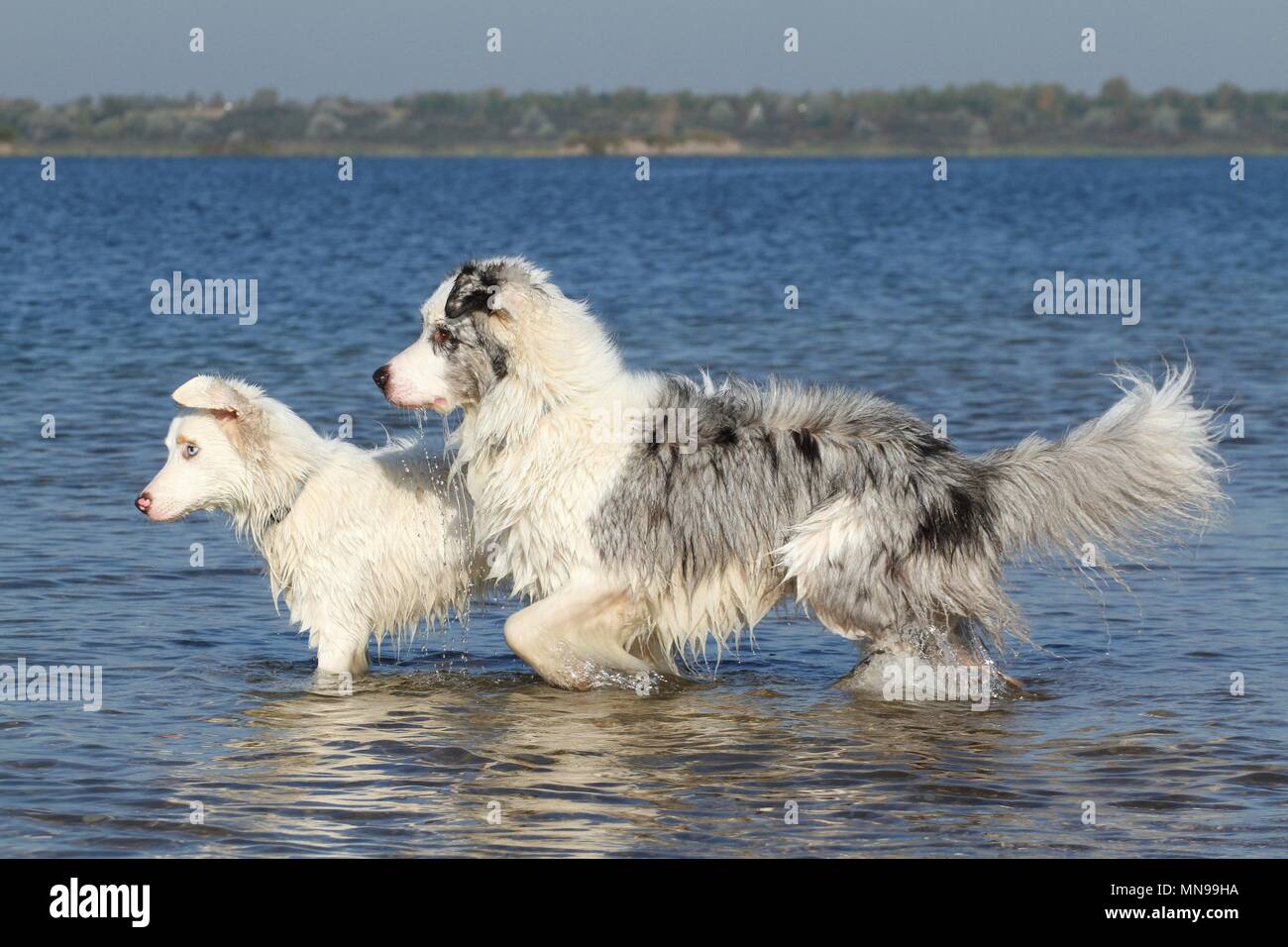 2 playing Australian Shepherds Stock Photo - Alamy