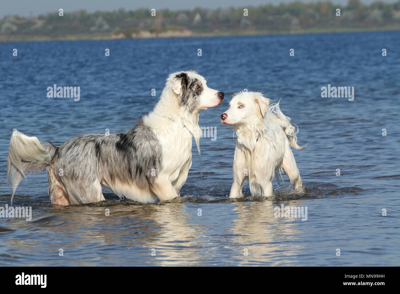 2 playing Australian Shepherds Stock Photo - Alamy