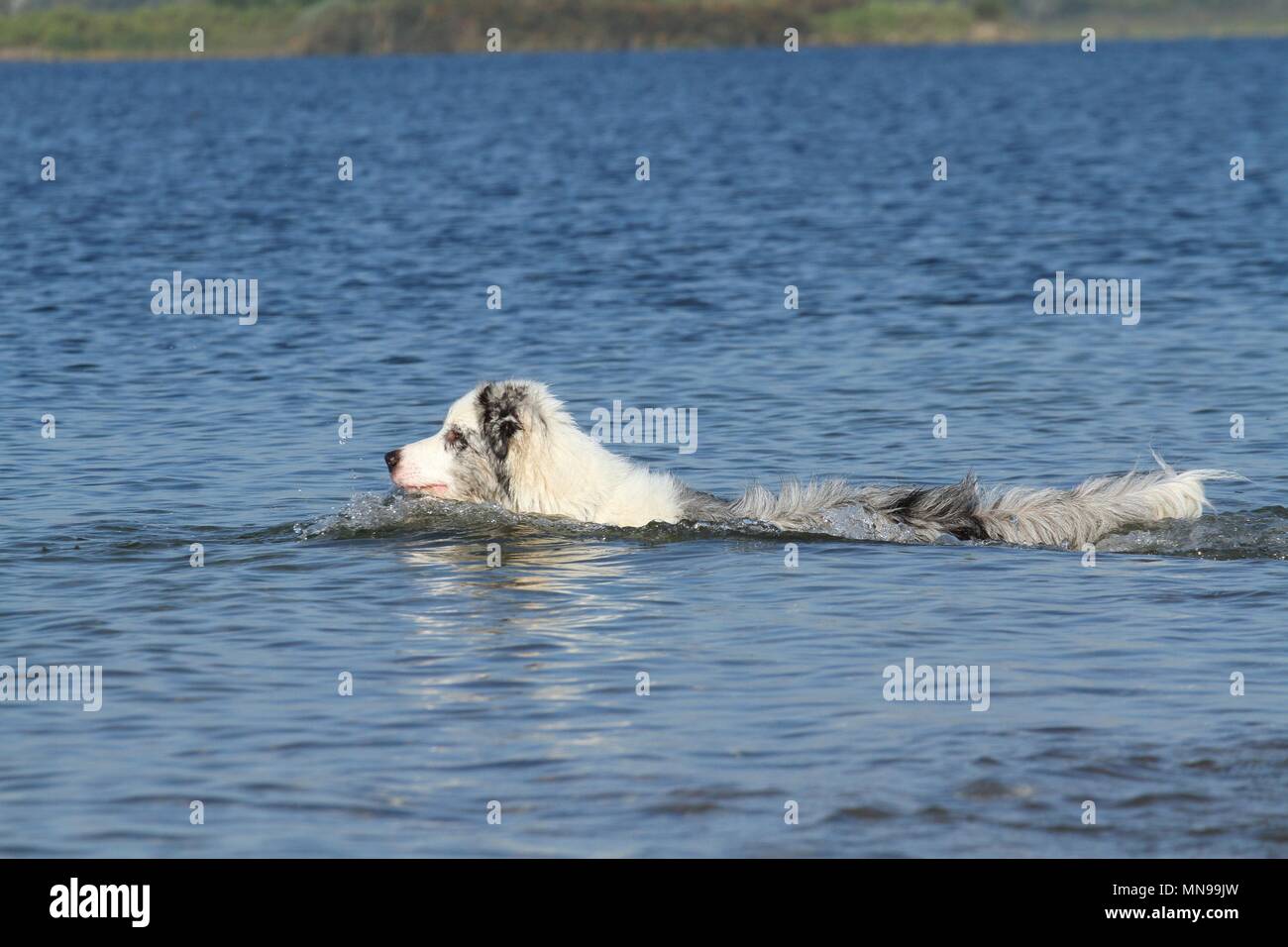 Australian shepherd swimming hi-res stock photography and images - Alamy