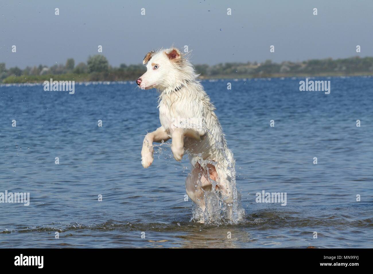jumping Australian Shepherd Stock Photo - Alamy